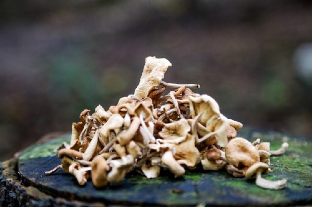 cogumelo comestível da espécie Lentinula raphanica – Portal do Marcos ...