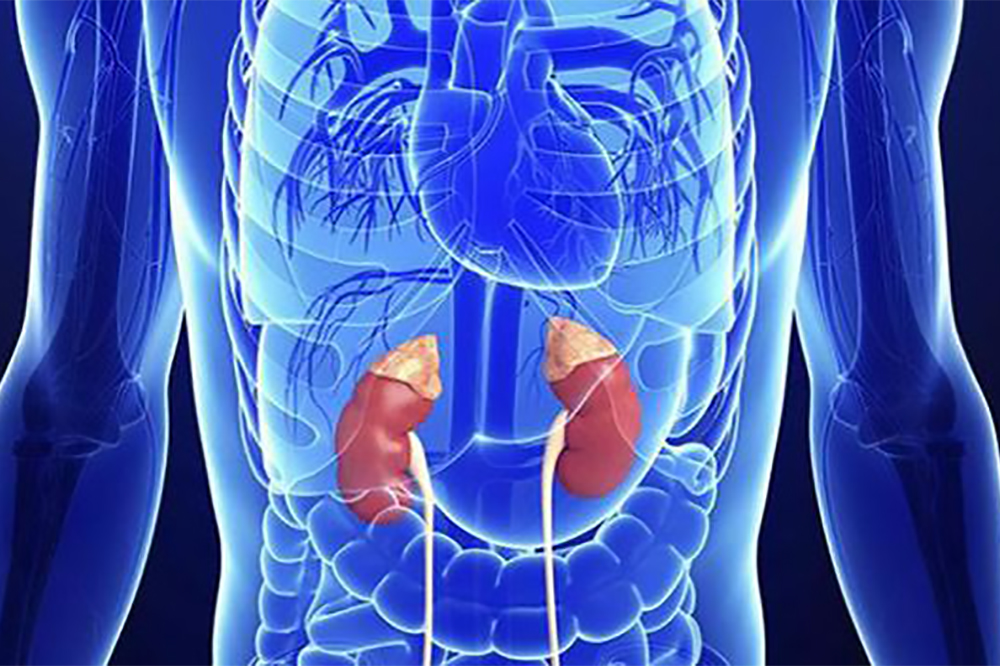 Importantes na defesa do organismo, glândulas suprarrenais podem ...