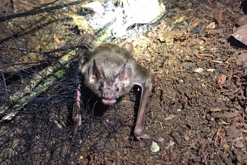 Servidores da Adaf são treinados, em Humaitá, para capturar morcegos ...
