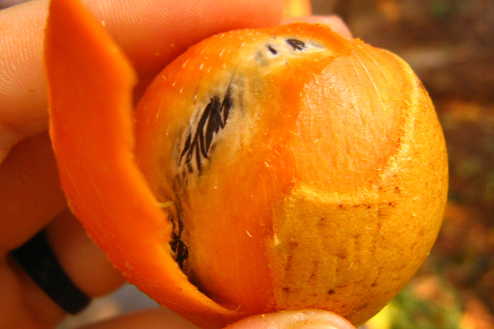 Casca do tucumã pode inibir bactérias causadoras de infecções em seres ...