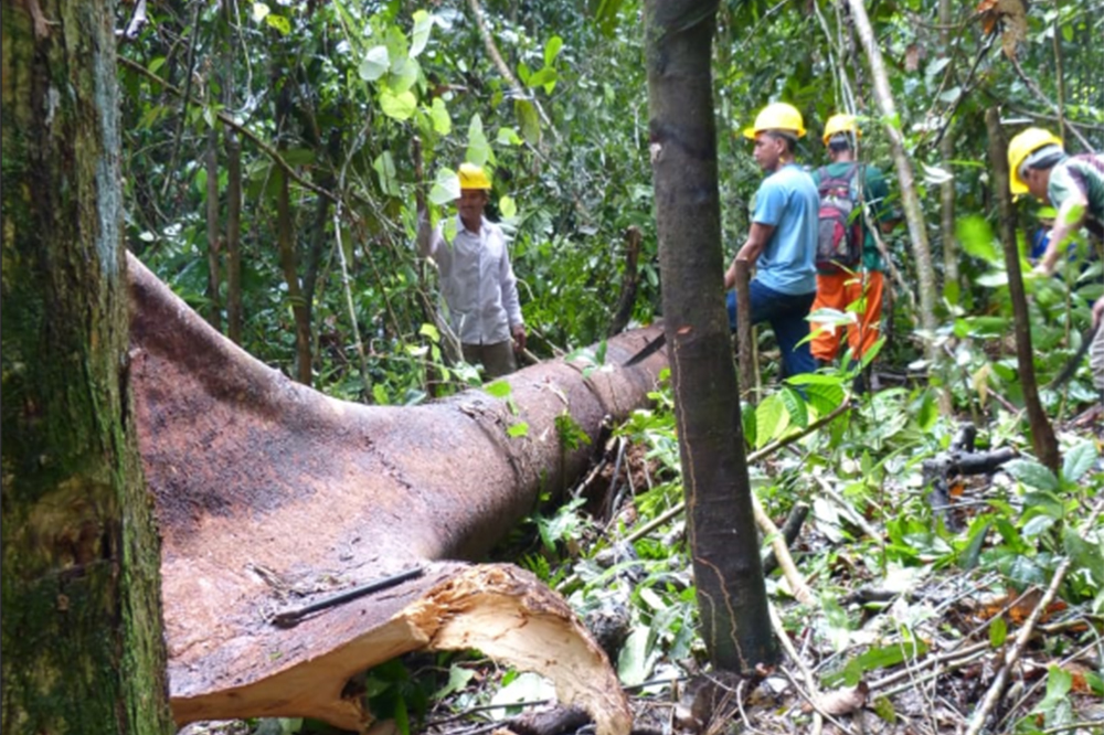 Governo publica decreto para incentivar uso sustentável de madeira ...