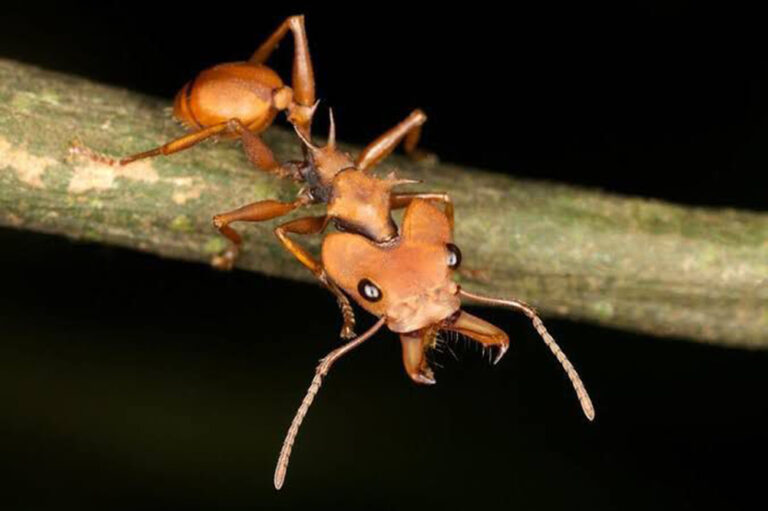 Estudo com formigas revela efeitos do pasto na diversidade amazônica ...