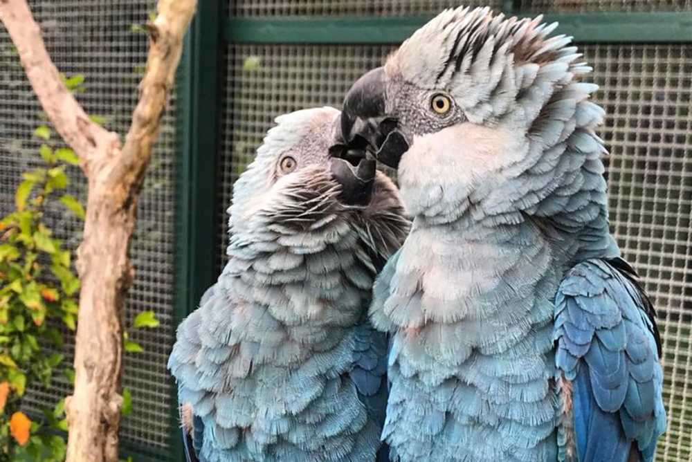 Ararinha-azul volta aos céus da caatinga, depois de mais de 20 anos ...