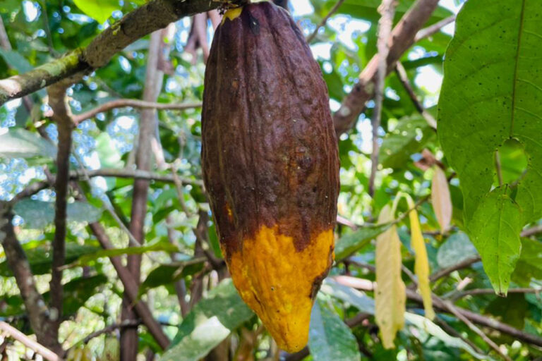 Adaf e Mapa alinham próximas ações para combater a monilíase em ...