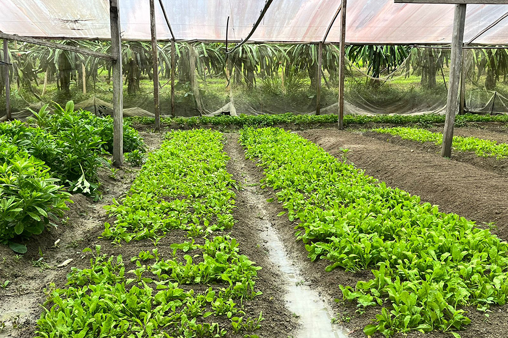 Associação no Tarumã Mirim poderá aumentar produção de hortaliças em 80 ...