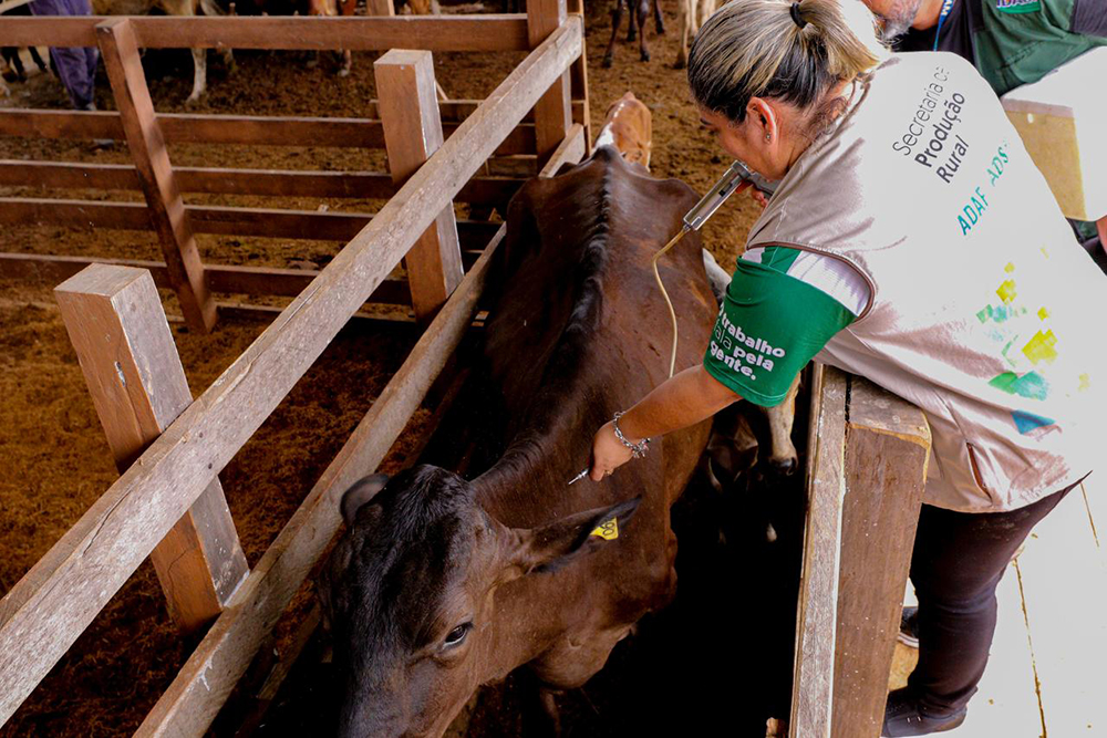 Brasil se declara livre de febre aftosa sem vacinação - Portal do ...