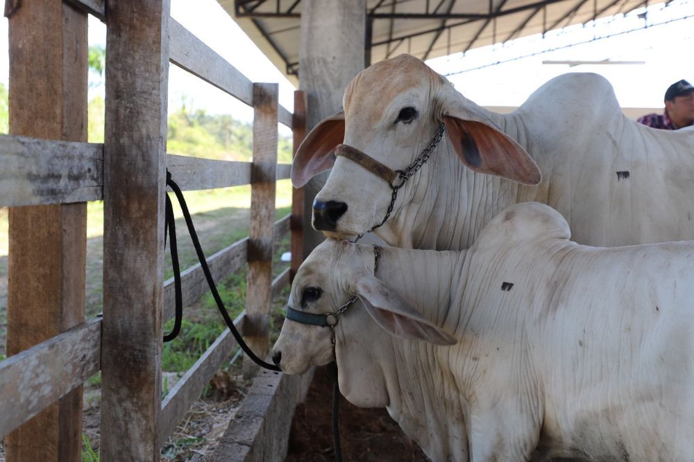 Pecuaristas de 13 municípios do Amazonas devem ficar atentos para ...