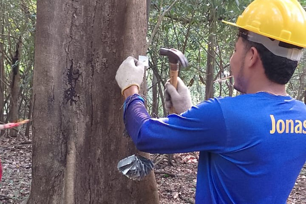 Idam e Sema identificam espécies madeireiras para manejo em pequena ...