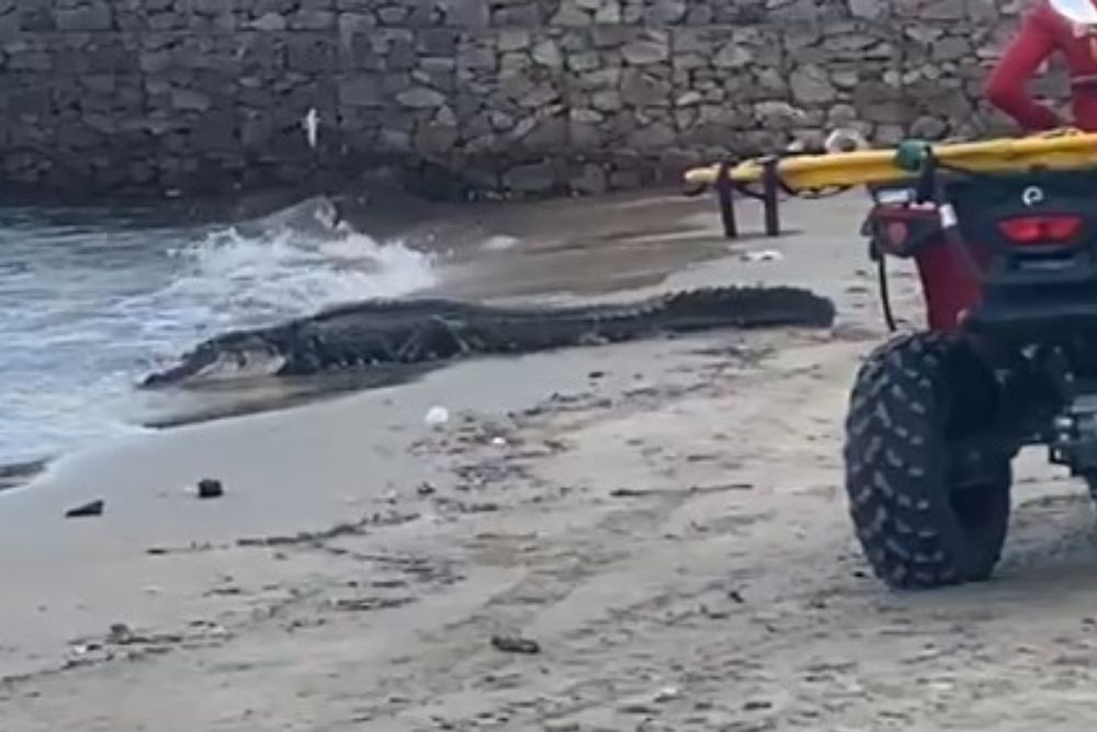 Jacaré gigante é resgatado na Praia da Ponta Negra em Manaus