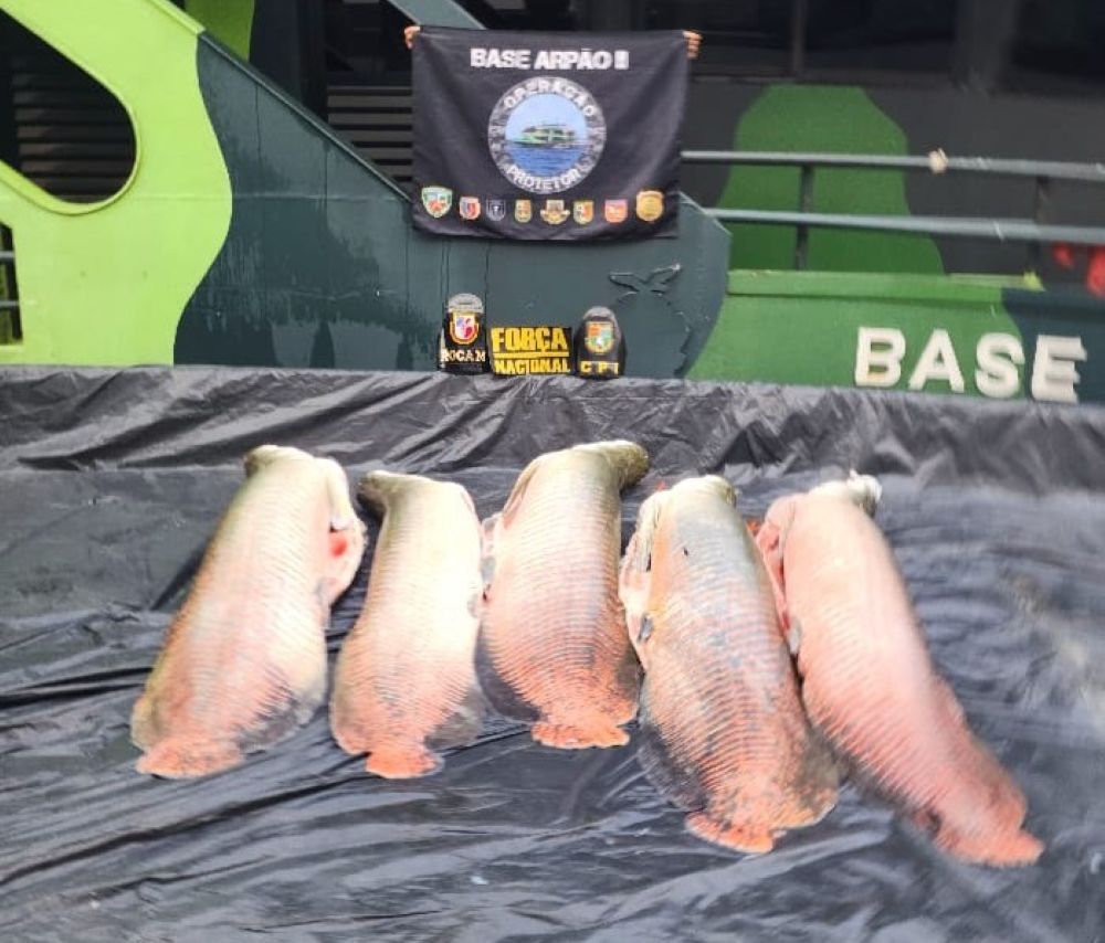 Pirarucu ilegal: Base Arpão 2 apreende 240kg de pescado sem documentação