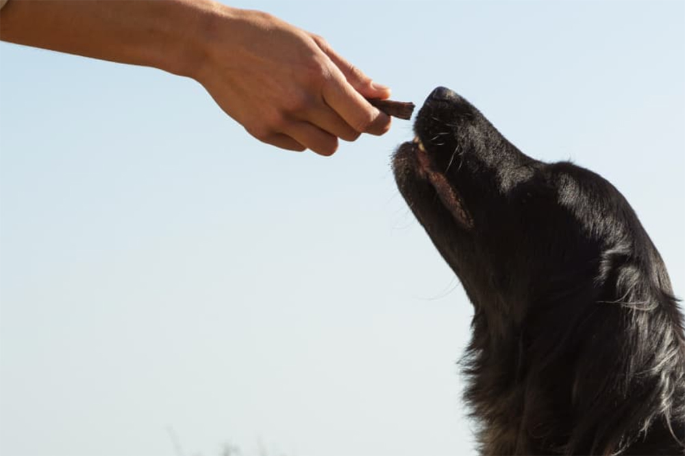 MP fortalece ações de proteção animal no AM com foco em cães e gatos em ...